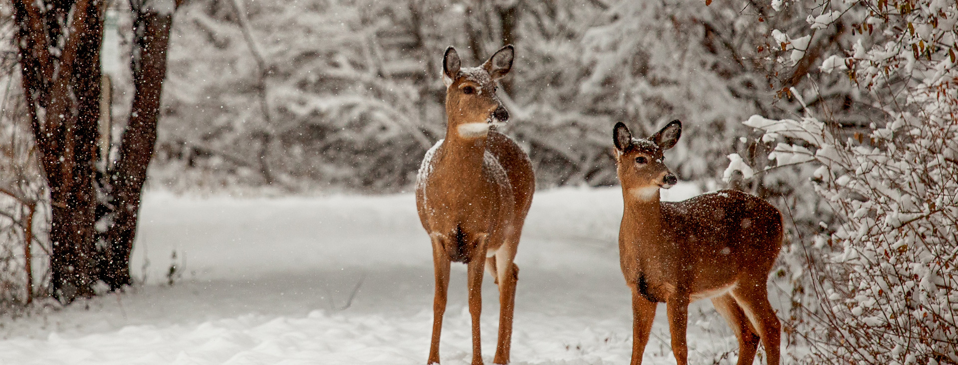 Rochester | Stewart.com